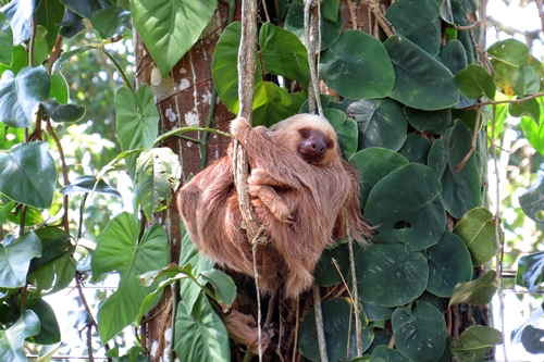 Two toed sloth | Costa Rica Dog Lover